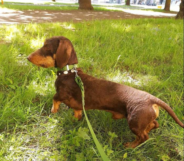 Hund